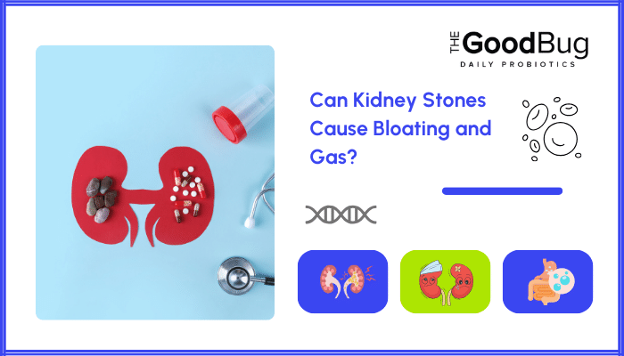 Can Kidney Stones Cause Bloating and Gas? – thegoodbug